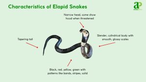 Elapid Snakes: Venomous and Fast Species, Habitats & Fact