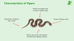 Vipers: Venomous Snakes, Habitat, Behavior & Conservation