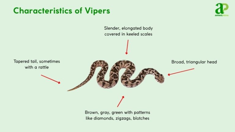 Vipers: Venomous Snakes, Habitat, Behavior & Conservation