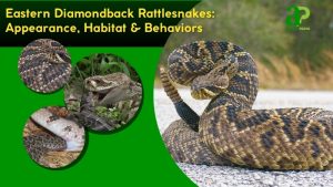 Eastern Diamondback Rattlesnakes: Venomous and Iconic Species Guide