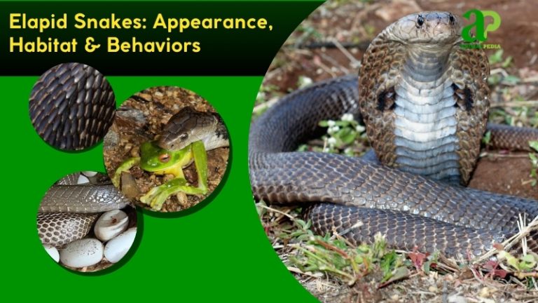 Elapid Snakes: Venomous and Fast Species, Habitats & Fact