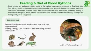 Blood Pythons: Unique Characteristics, Habitat & Conservation