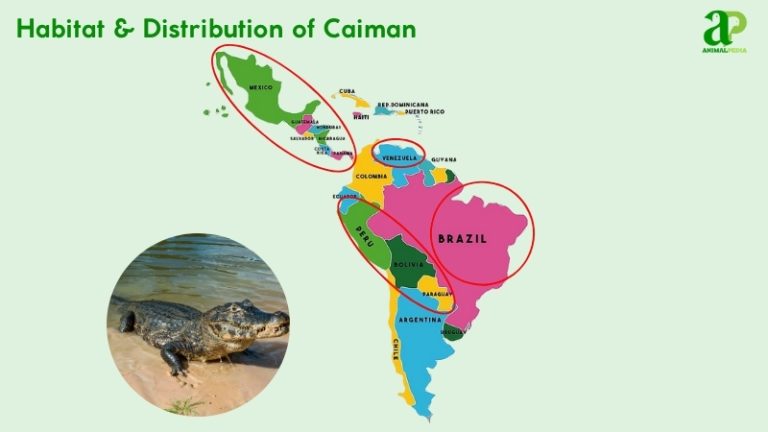 Caiman: Fierce Aquatic Reptile, Facts, Habitat & Conservation