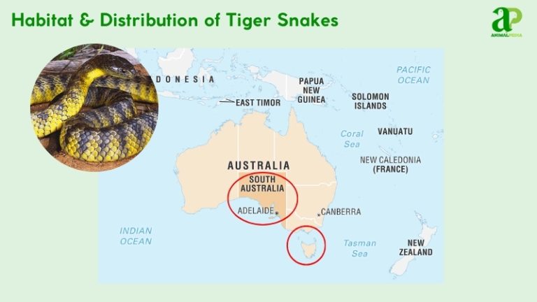 Tiger Snakes: Venomous and Agile Species Guide