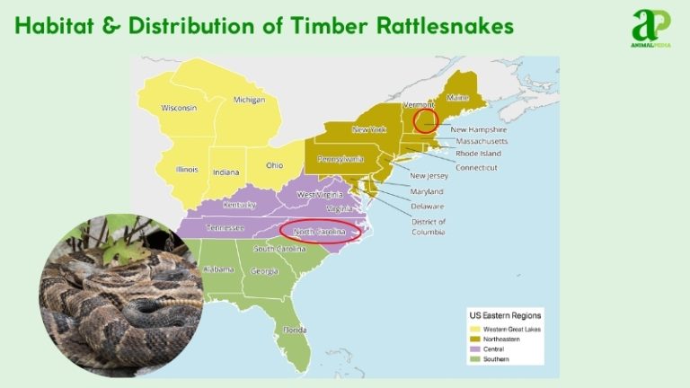 Timber Rattlesnakes: Venomous and Elusive – Species Guide