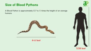 Blood Pythons: Unique Characteristics, Habitat & Conservation