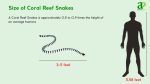 Coral Reef Snakes: Unique Marine Reptiles, Adaptations & Conservation