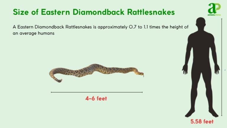 Eastern Diamondback Rattlesnakes: Venomous and Iconic Species Guide