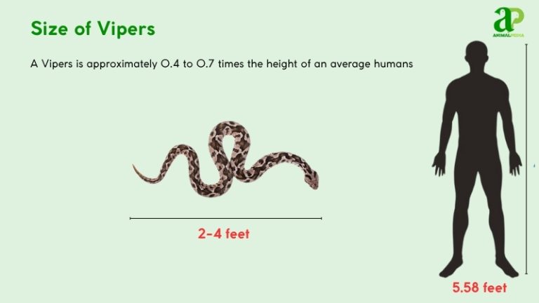 Vipers: Venomous Snakes, Habitat, Behavior & Conservation