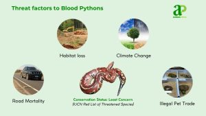 Blood Pythons: Unique Characteristics, Habitat & Conservation