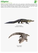 Alligator: Powerful Aquatic Reptile Facts, Habitat & Conservation