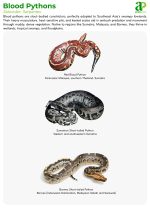 Blood Pythons: Unique Characteristics, Habitat & Conservation