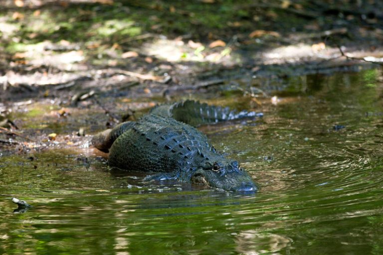 Alligator: Powerful Aquatic Reptile Facts, Habitat & Conservation