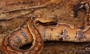 Blood Pythons: Unique Characteristics, Habitat & Conservation