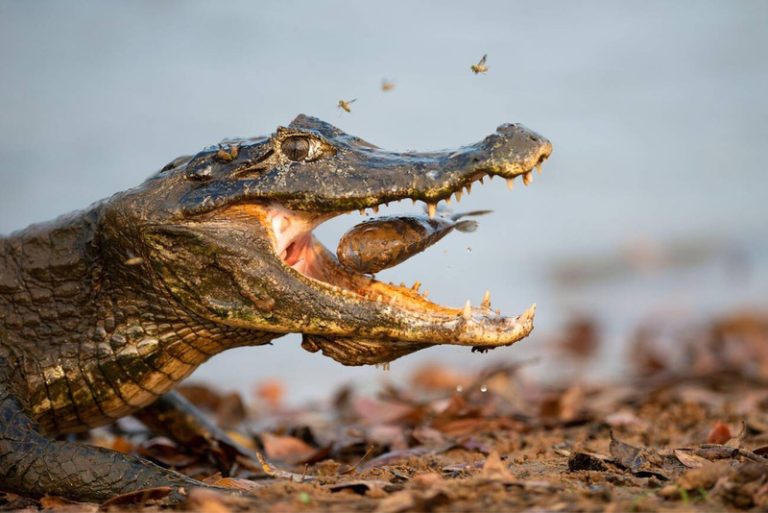 Caiman: Fierce Aquatic Reptile, Facts, Habitat & Conservation