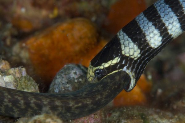 Coral Reef Snakes: Unique Marine Reptiles, Adaptations & Conservation