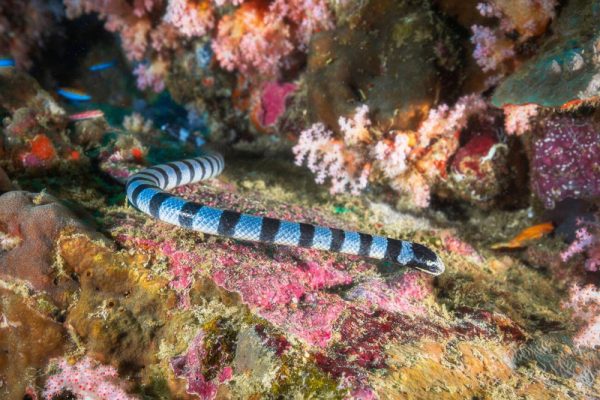 Coral Reef Snakes: Unique Marine Reptiles, Adaptations & Conservation