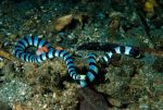 Coral Reef Snakes: Unique Marine Reptiles, Adaptations & Conservation