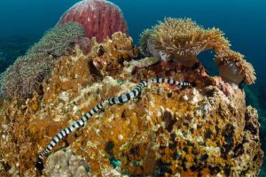 Coral Reef Snakes: Unique Marine Reptiles, Adaptations & Conservation