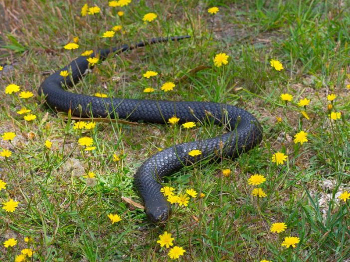 Elapid Snakes: Venomous and Fast Species, Habitats & Fact