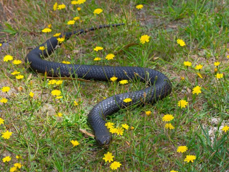 Elapid Snakes: Venomous and Fast Species, Habitats & Fact
