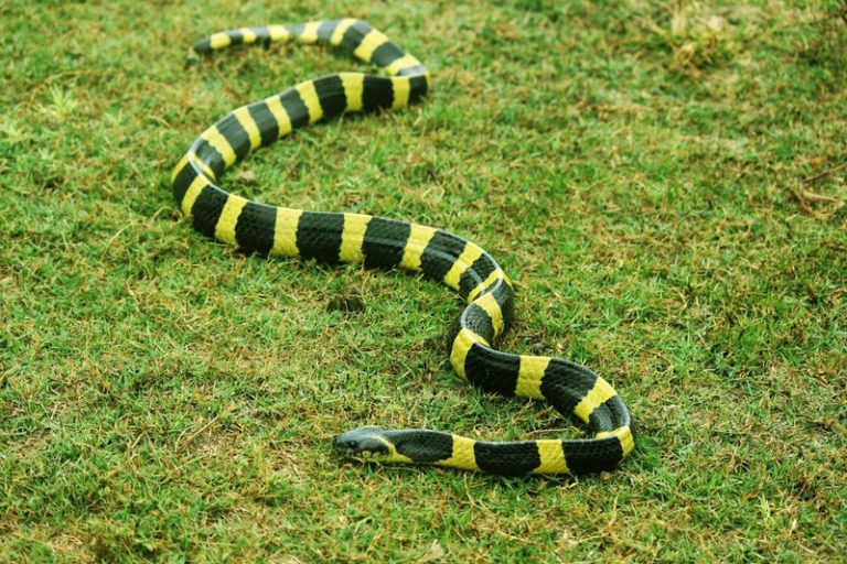 Elapid Snakes: Venomous and Fast Species, Habitats & Fact