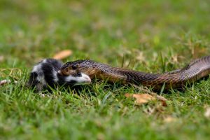 Elapid Snakes: Venomous and Fast Species, Habitats & Fact