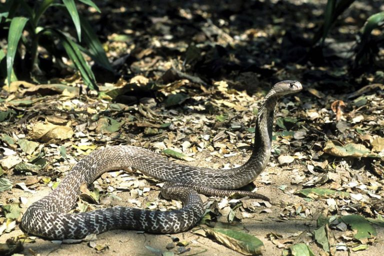 Elapid Snakes: Venomous and Fast Species, Habitats & Fact