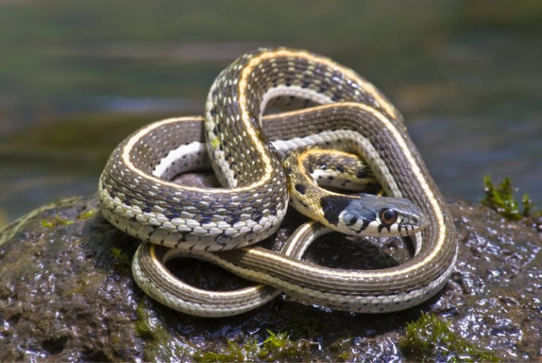 Garter Snakes: Common Species, Behavior, Diet & Habitat