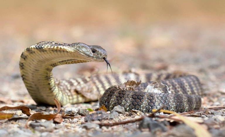 Tiger Snakes: Venomous and Agile Species Guide