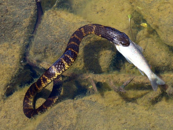 Tiger Snakes: Venomous and Agile Species Guide
