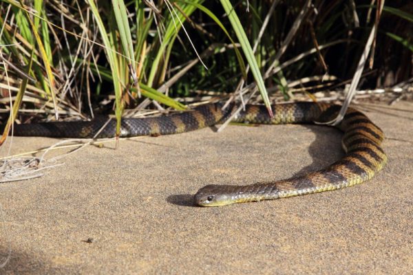Tiger Snakes: Venomous and Agile Species Guide