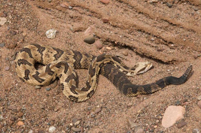 Timber Rattlesnakes: Venomous and Elusive – Species Guide