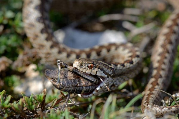 Vipers: Venomous Snakes, Habitat, Behavior & Conservation