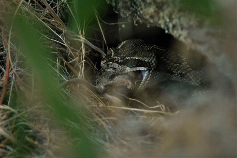 Western Rattlesnakes: Venomous, Camouflaged & Resilient – Species Guide
