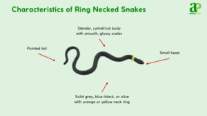 Ring Necked Snakes: Complete Guide To Characteristic, Defensive ...