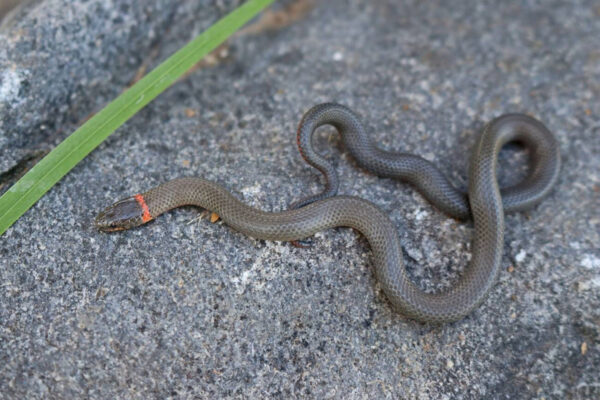 Ring Necked Snakes: Complete Guide To Characteristic, Defensive ...