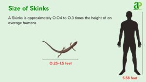 Skinks: Complete Guide to Smooth Scales, Habitat & Facts
