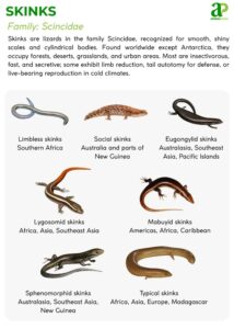 Skinks: Complete Guide to Smooth Scales, Habitat & Facts