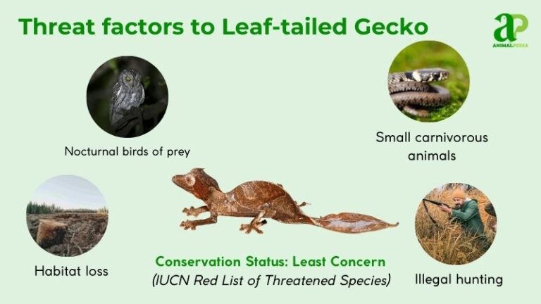 Leaf-tailed Gecko: Master of Disguise, Habitat, Behavior, Diet & Pictures