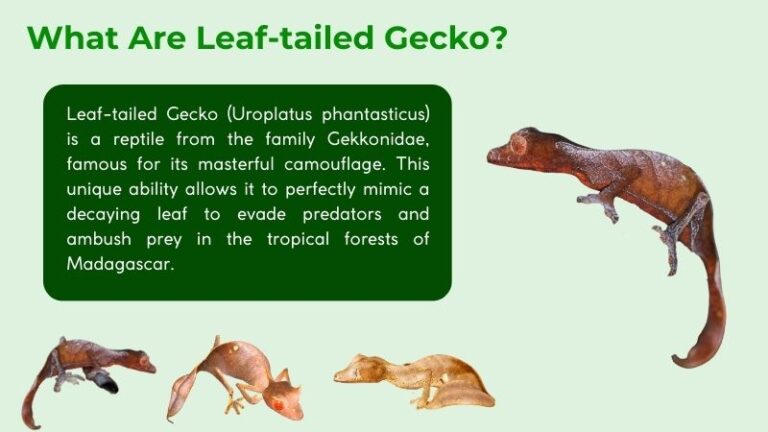 Leaf-tailed Gecko: Master of Disguise, Habitat, Behavior, Diet & Pictures