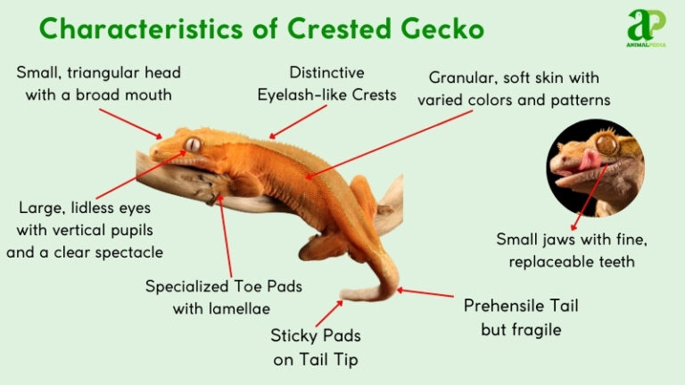 Crested Geckos: Eyelash Crests, Habitat, Behavior, Diet & Pictures