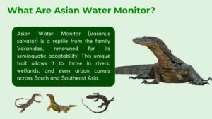 Asian Water Monitor: Characteristics, Habitat, and Unique Facts