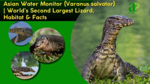 Asian Water Monitor: Characteristics, Habitat, and Unique Facts