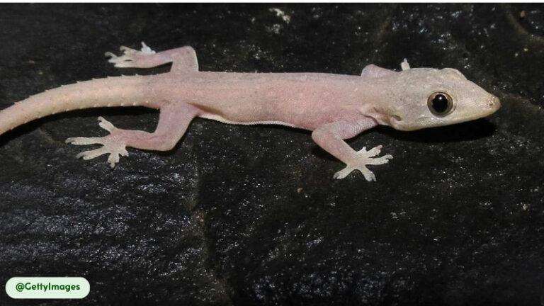 House Gecko: Characteristics, habitat, behavior, and facts
