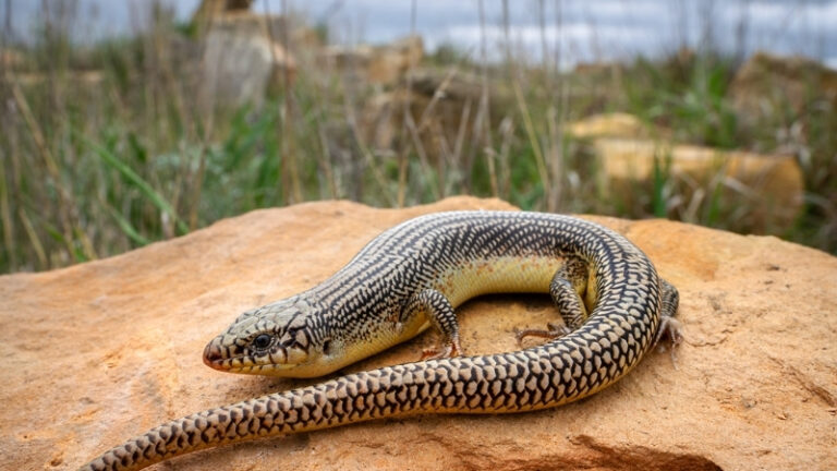 Great Plains Skink: Largest US Skink, Habitat, Behavior, Diet & Pictures