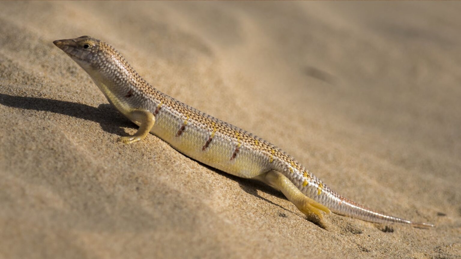 Sandfish Skink: Sand-Swimming, Habitat, Behavior, Diet & Pictures