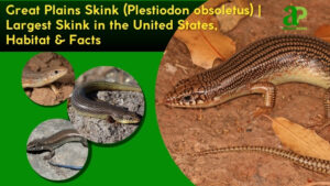 Great Plains Skink: Largest US Skink, Habitat, Behavior, Diet & Pictures