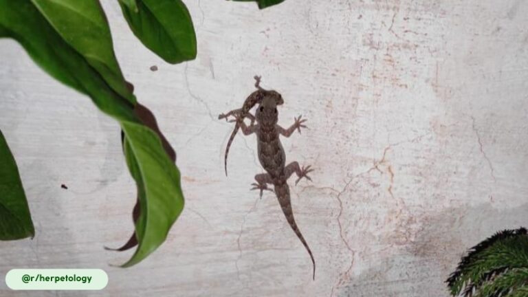 House Gecko: Characteristics, habitat, behavior, and facts