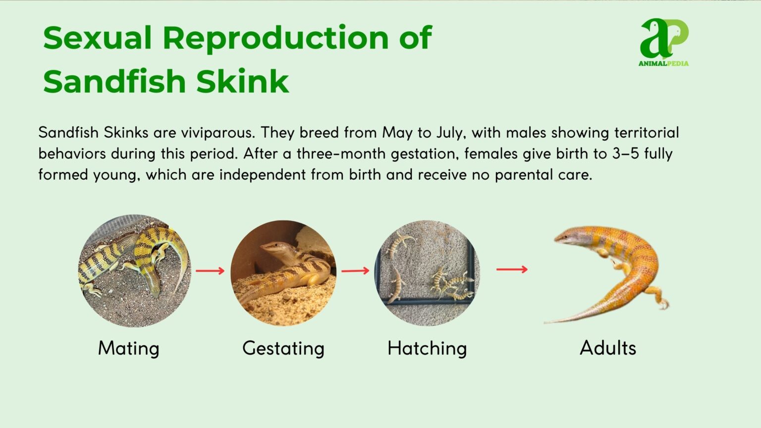 Sandfish Skink: Sand-Swimming, Habitat, Behavior, Diet & Pictures